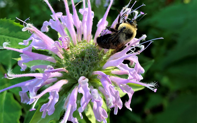 April is National Native Plant Month