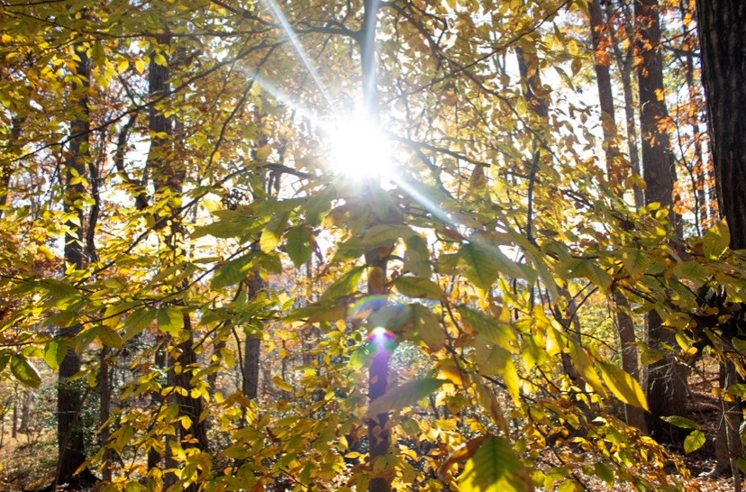 Beautiful Fall Hikes in Prince William County